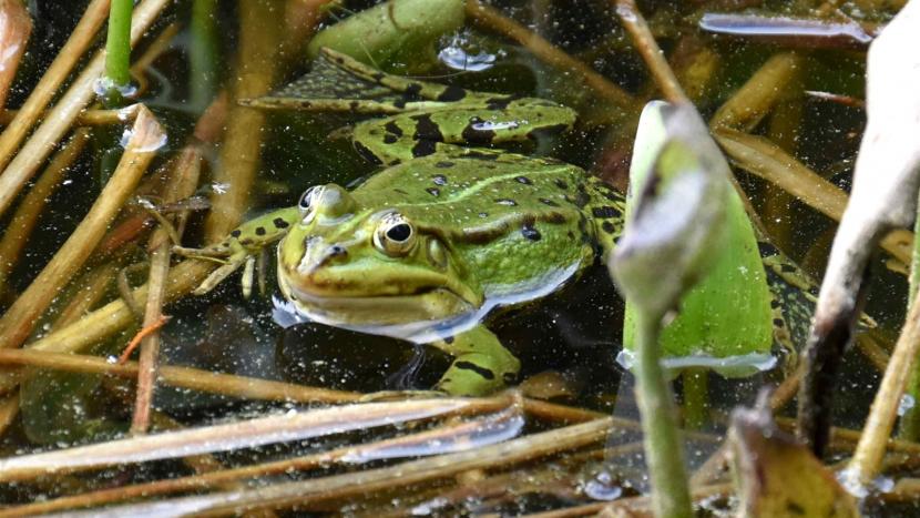 Froschkonzert
